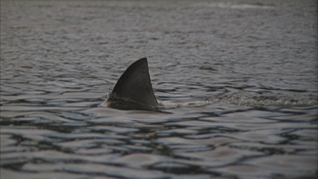 102 Years Since Jaws’ Final Bite – I'll Leave This Here